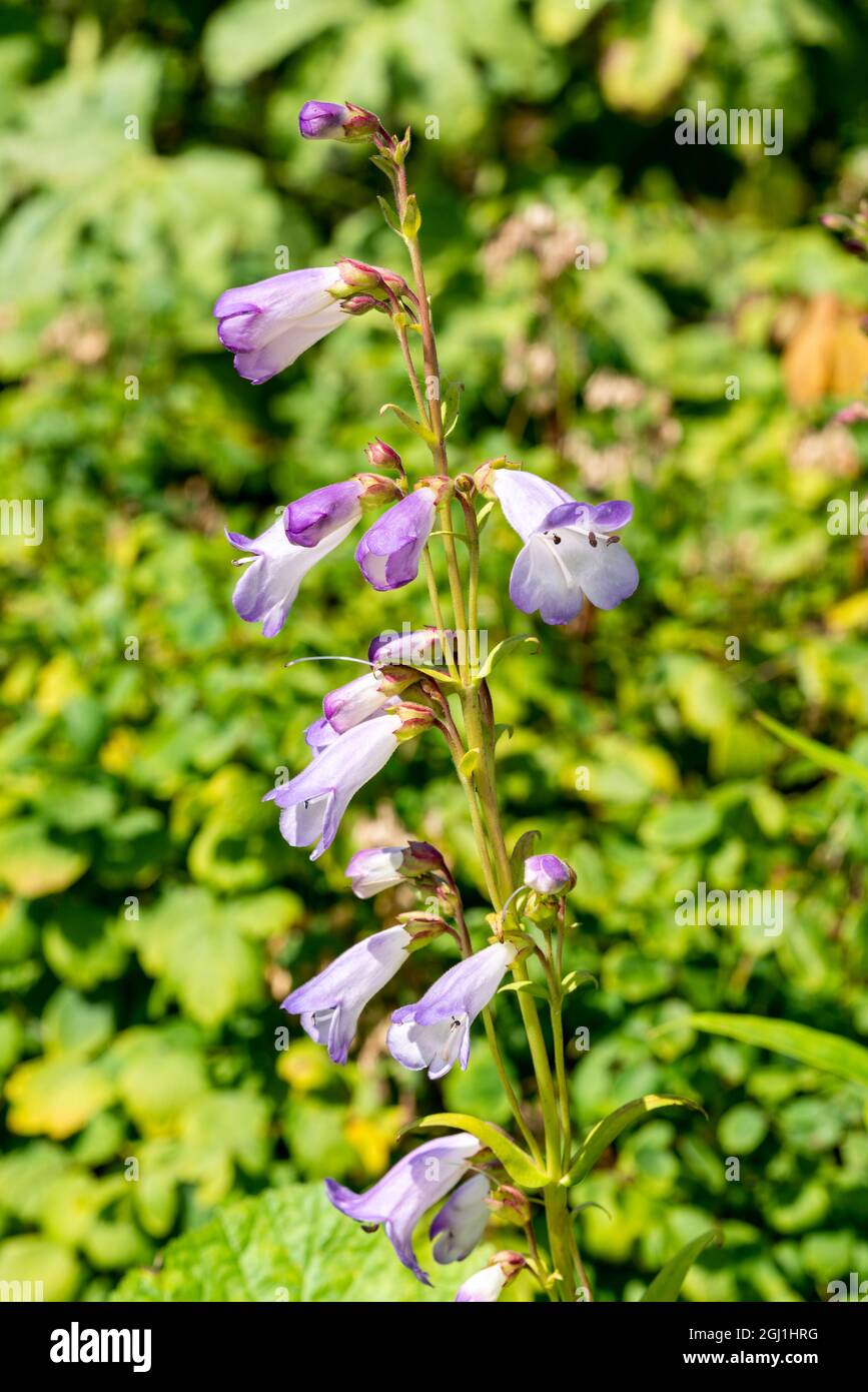 Penstemon 'Alice Hindley' a spring summer flowering plant with a purple ...