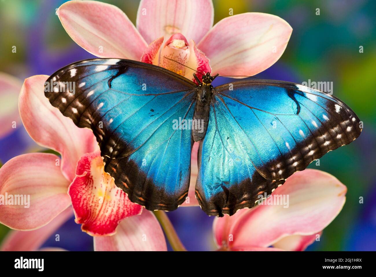 Tropical Butterfly the Blue Morpho, Morpho pileides, open winged on ...
