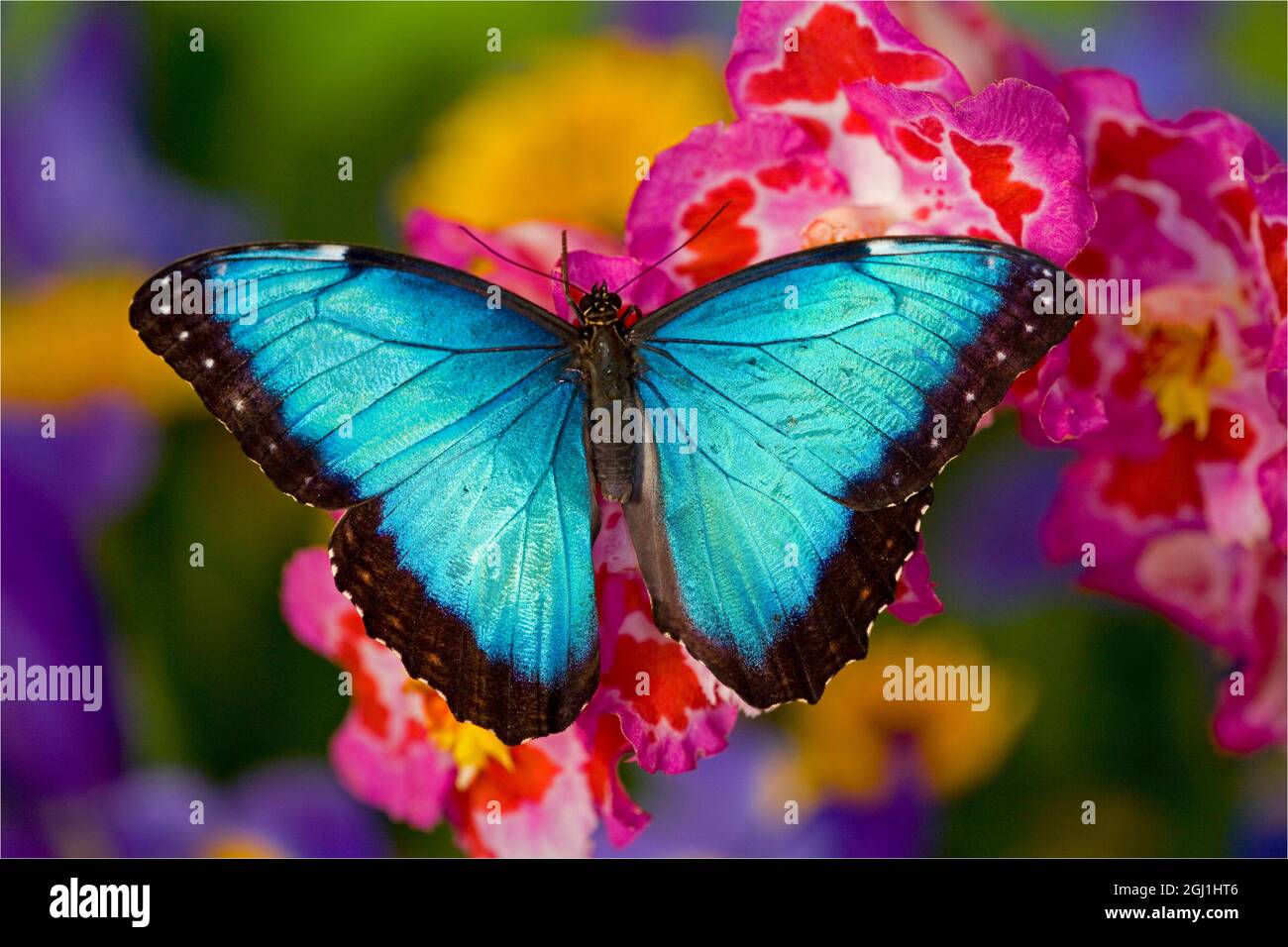 Blue Morpho Butterfly, Morpho peleides, on pink Orchid Stock Photo - Alamy