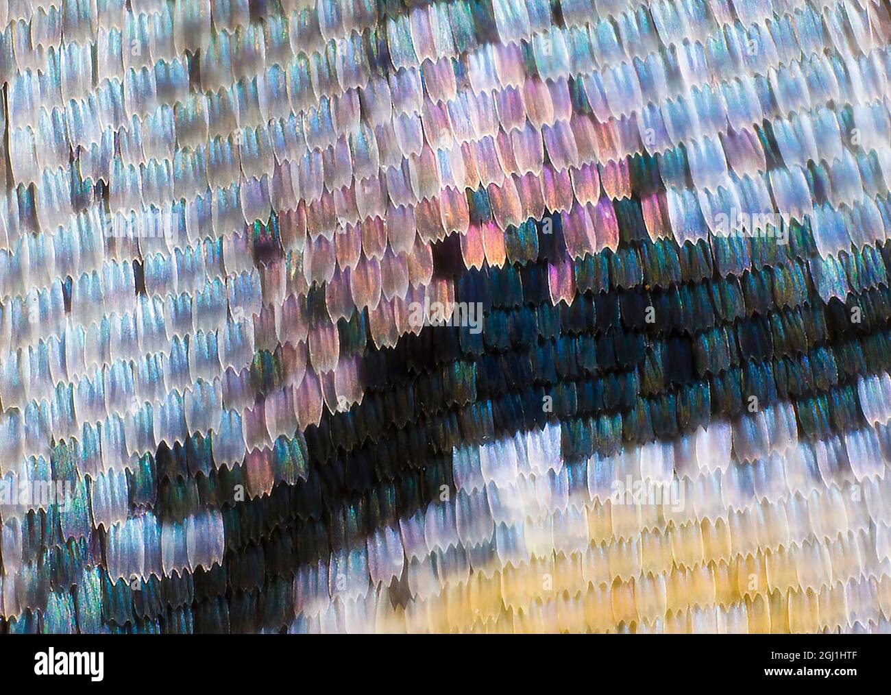 Close-up patterns of butterfly wings showing the tiny overlapping ...
