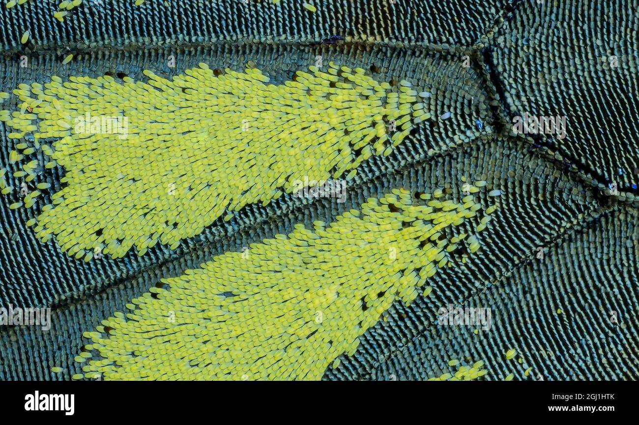 Close-up patterns of butterfly wings showing the tiny overlapping ...