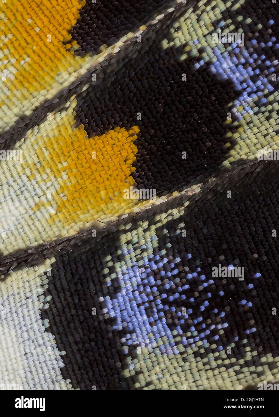 Close-up patterns of butterfly wings showing the tiny overlapping ...