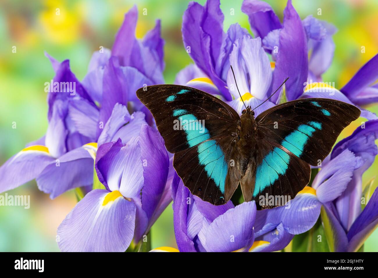 Prepona camilla on blue Dutch iris Stock Photo - Alamy