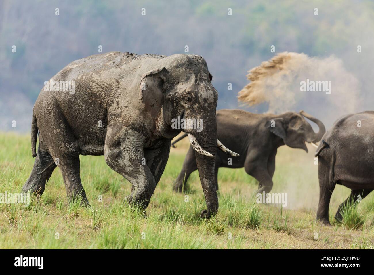 Asian Elephants on the move, Corbett National Park, India Stock Photo ...