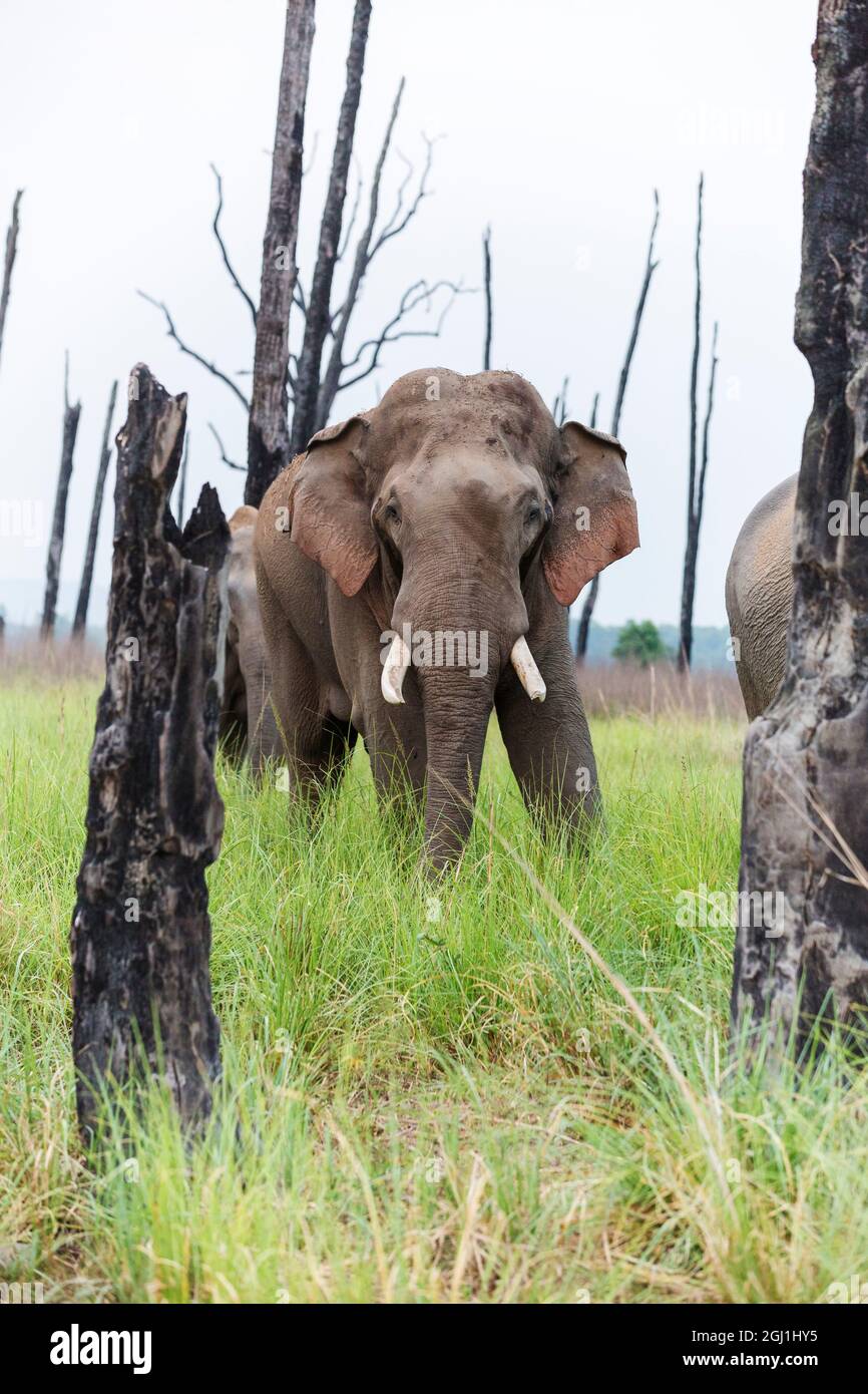 Tusker and burnt trees, Corbett National Park, India Stock Photo - Alamy