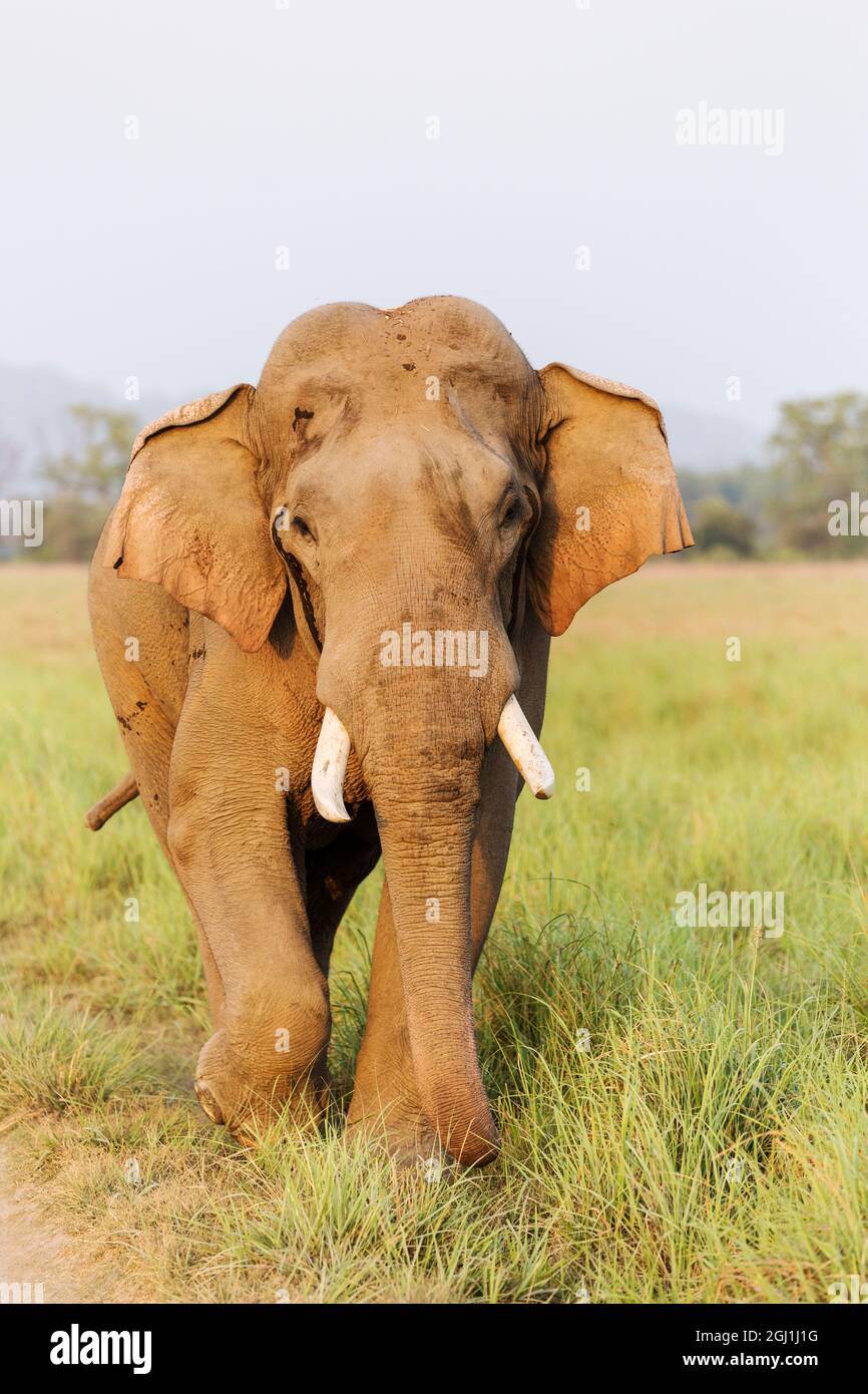 Corbett National Park, India Stock Photo - Alamy