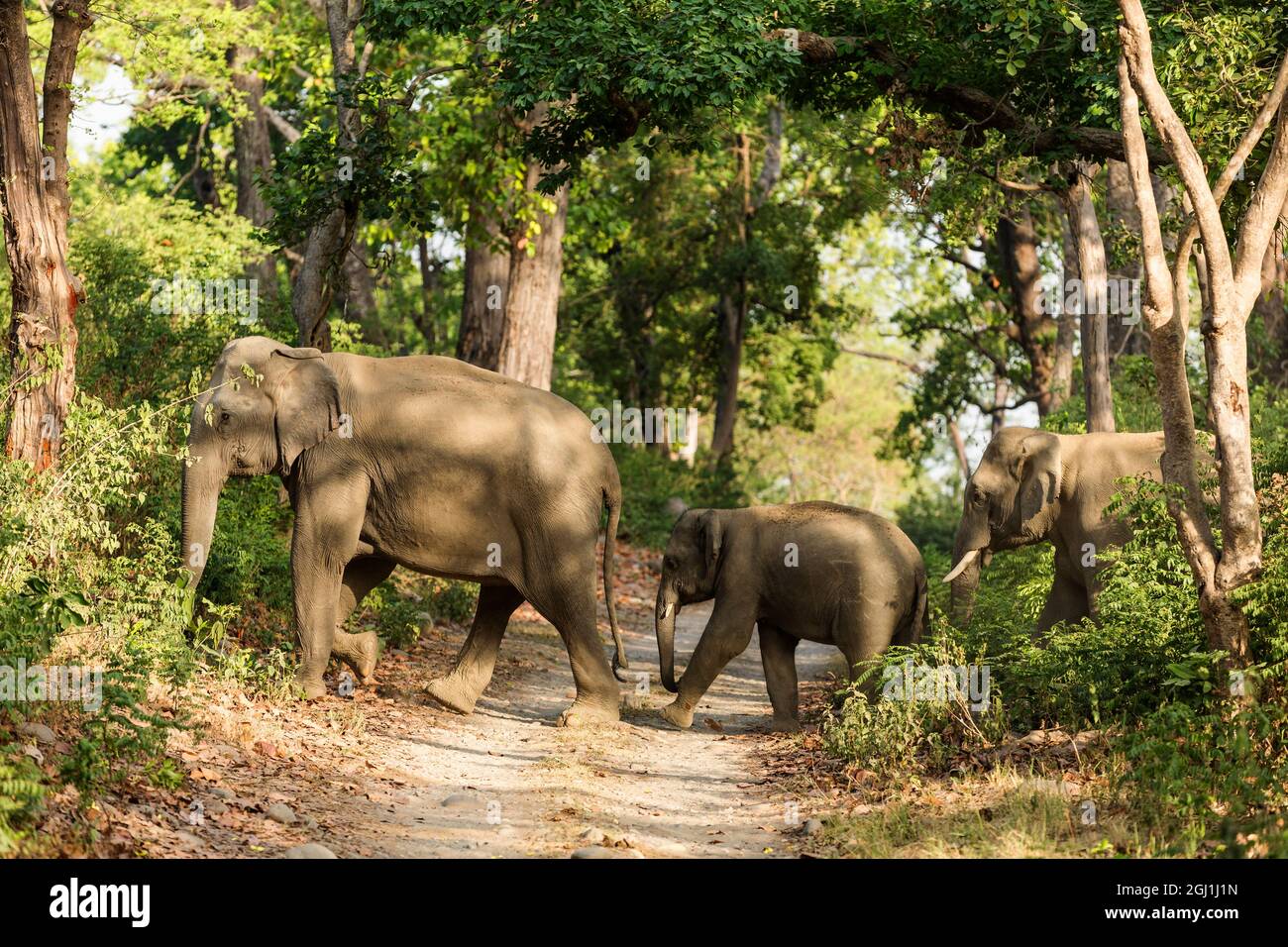 Group asian elephants crossing hi-res stock photography and images - Alamy