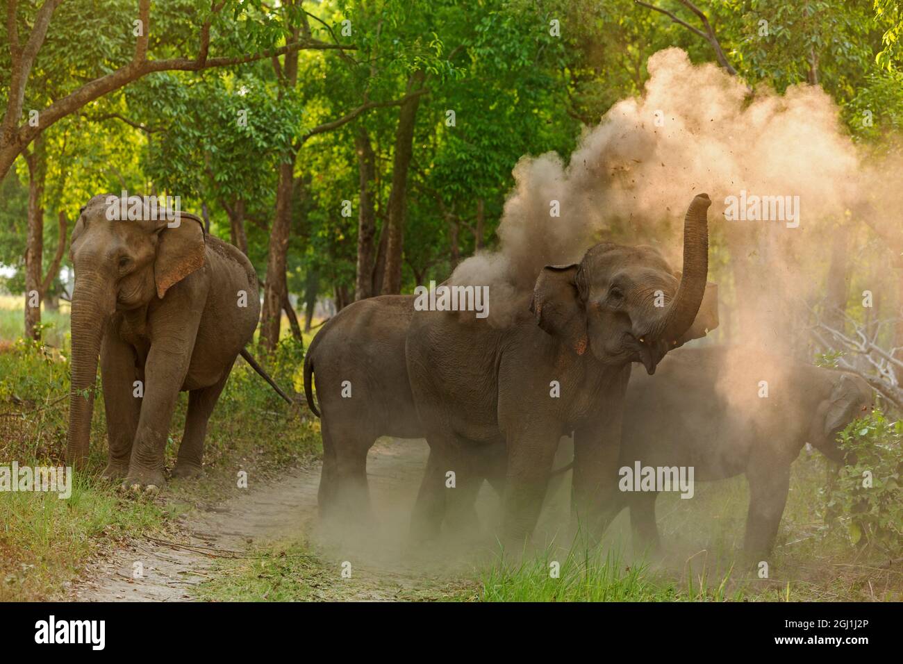 Asian Elephant taking dust bath. Corbett National Park, India Stock ...