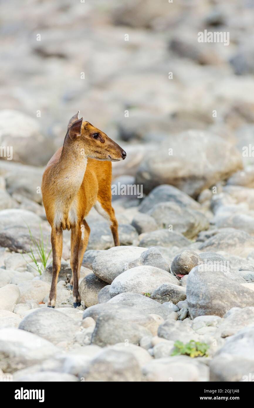 Jungle riverbed hi-res stock photography and images - Alamy