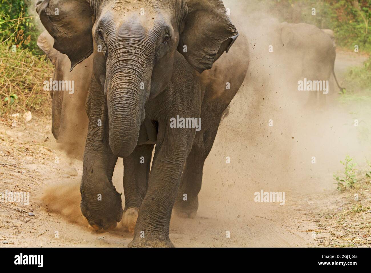 Wild Elephants Elephants Charging High Resolution Stock Photography and Images - Alamy