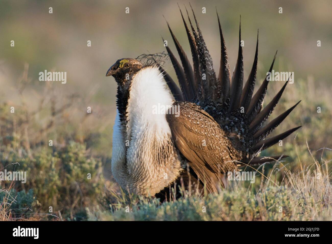 The sage grouse centrocercus urophasianus hi-res stock photography and ...