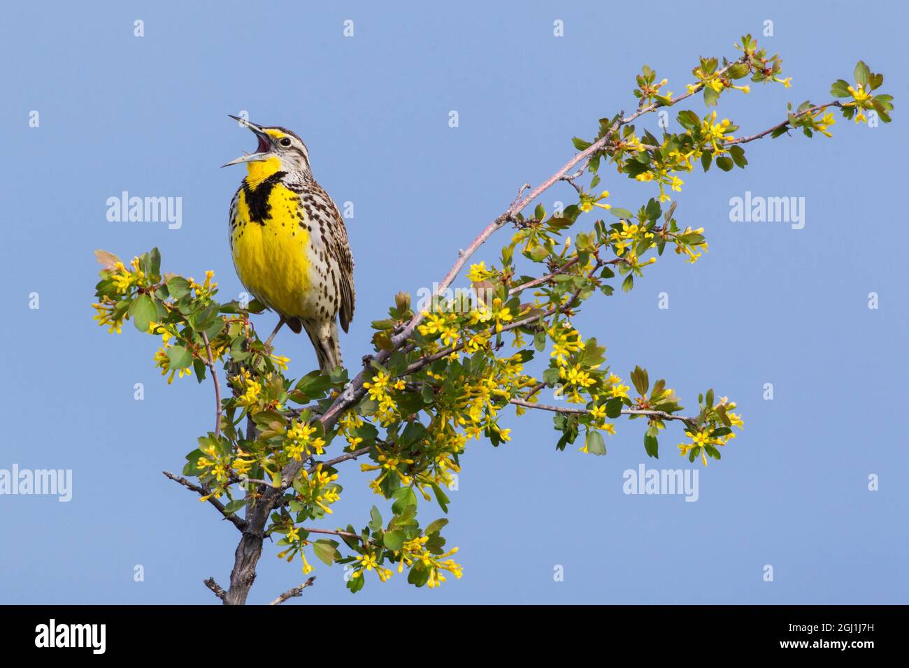 Western Meadowlark Singing Stock Photo - Alamy