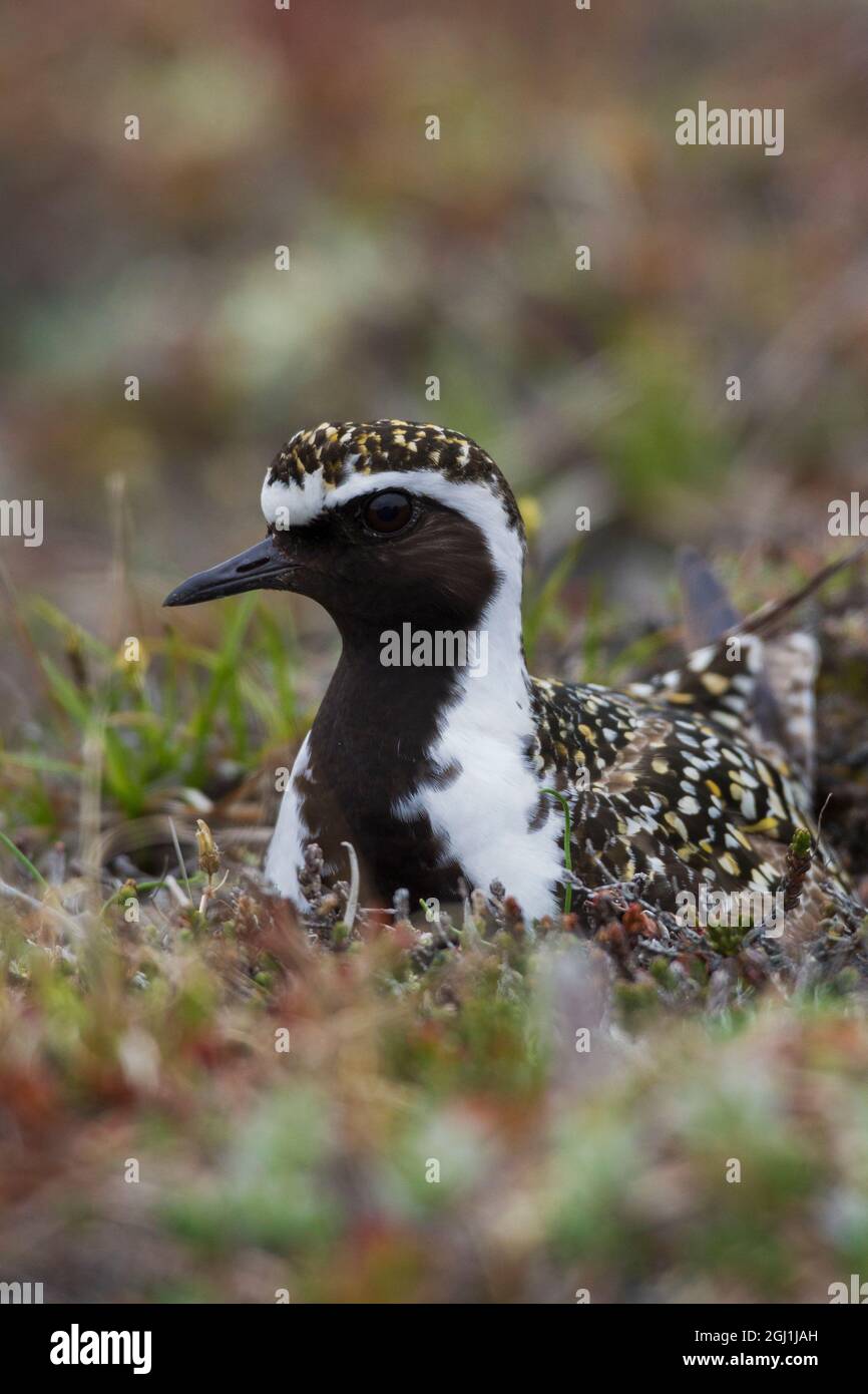 Plover sitting on nest hi-res stock photography and images - Alamy
