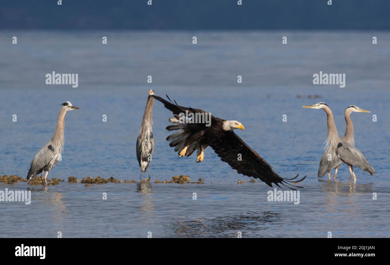 Bald eagle fishing near herons Stock Photo - Alamy