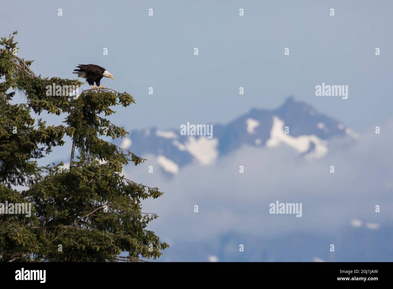 Bald eagle watching Stock Photo - Alamy