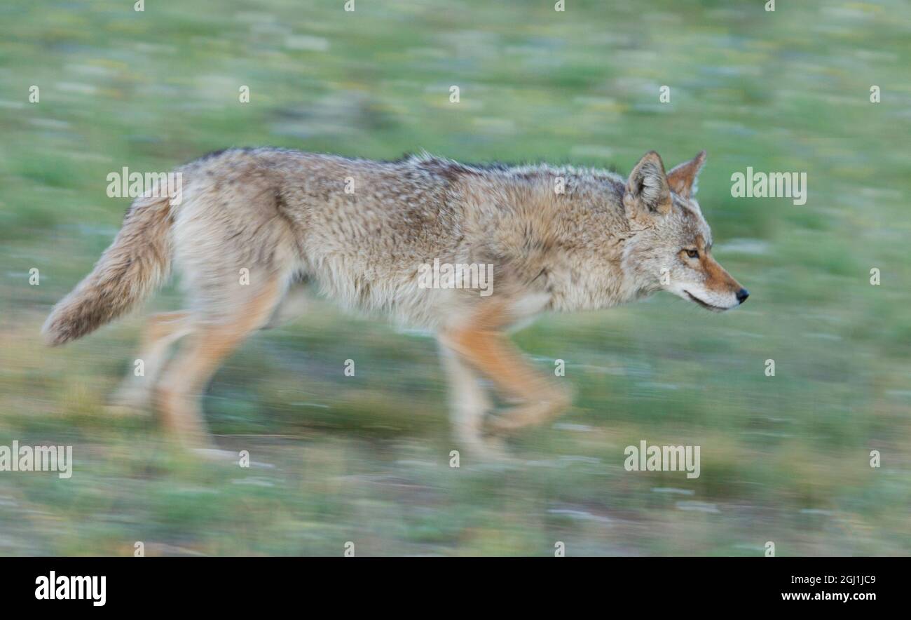 Coyote on the move Stock Photo - Alamy