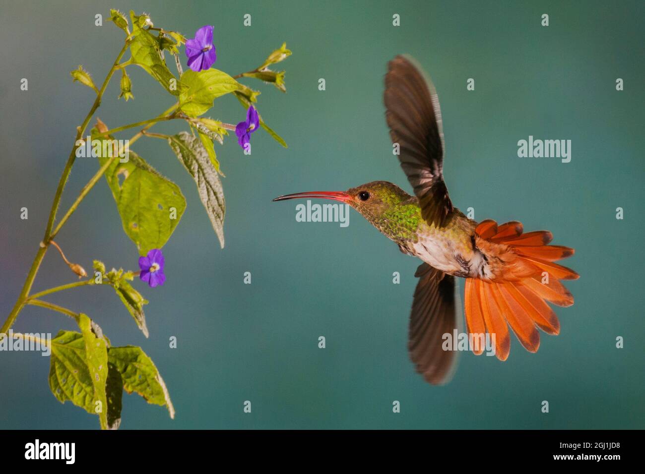 Rufus tailed hummingbird hi-res stock photography and images - Alamy