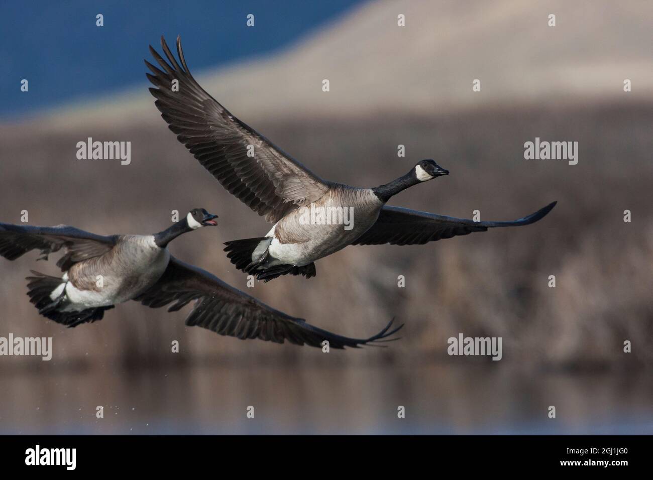 Greater Canada geese flying Stock Photo - Alamy