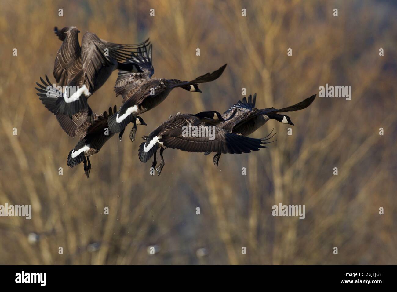Lesser Canada geese alighting Stock Photo - Alamy