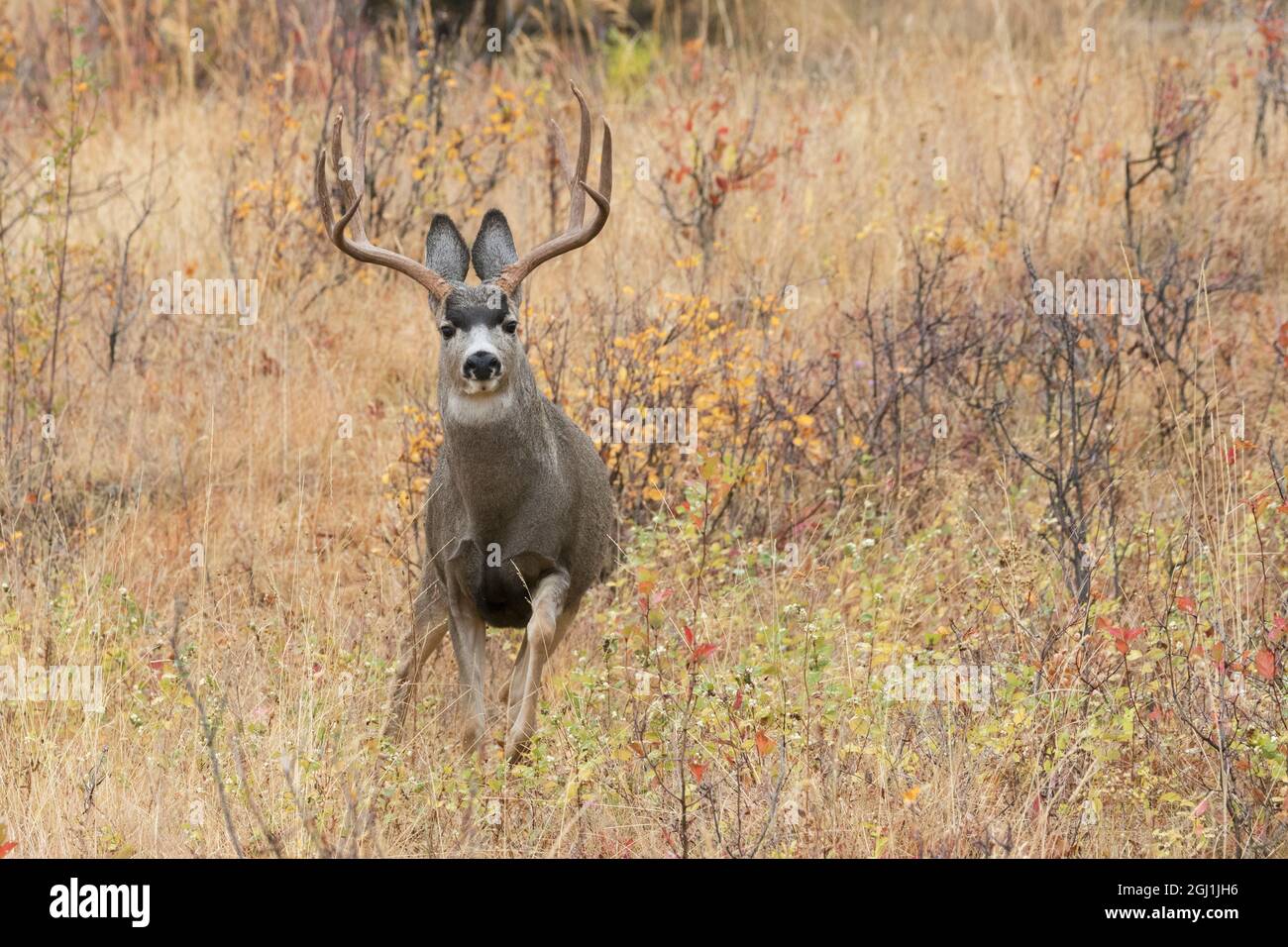 Mule deer buck escaping danger Stock Photo - Alamy