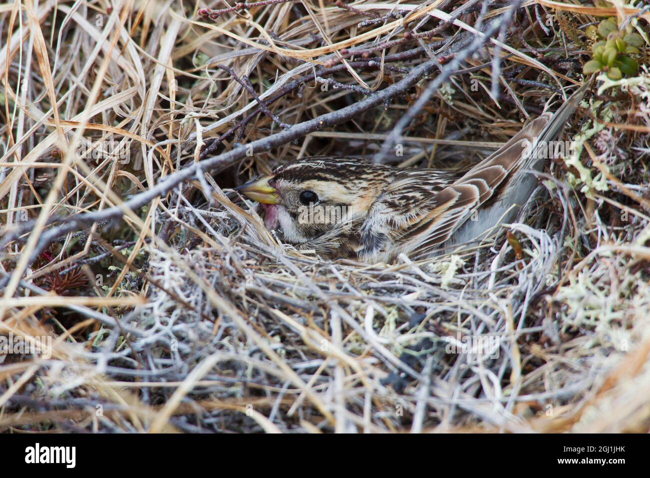Longspur nest hi-res stock photography and images - Alamy