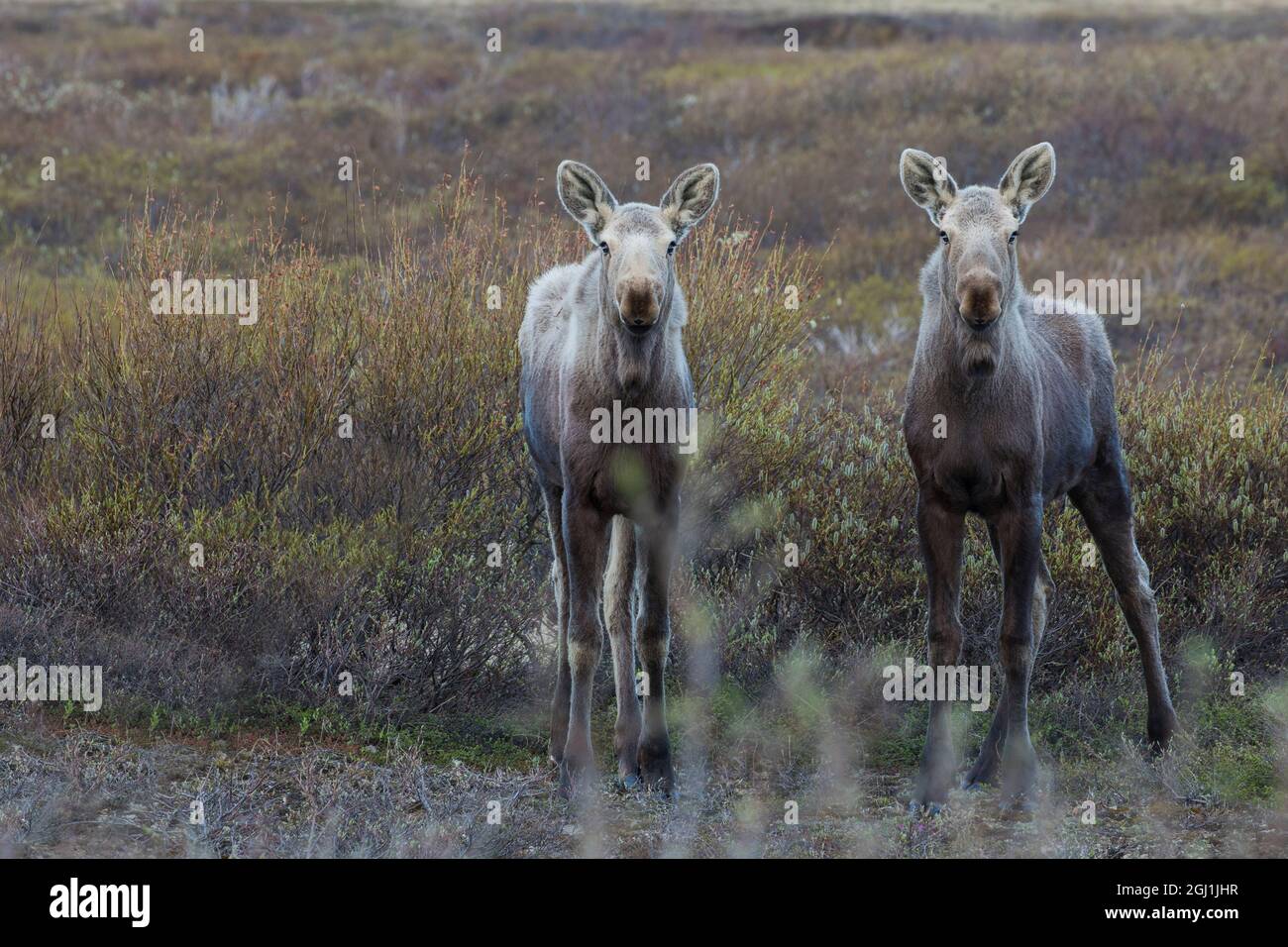 Young Alaskan moose, curious siblings Stock Photo - Alamy