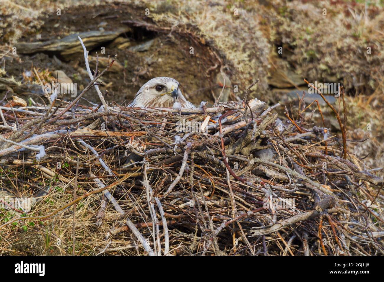 Rough-legged hawk sitting inside nest Stock Photo - Alamy