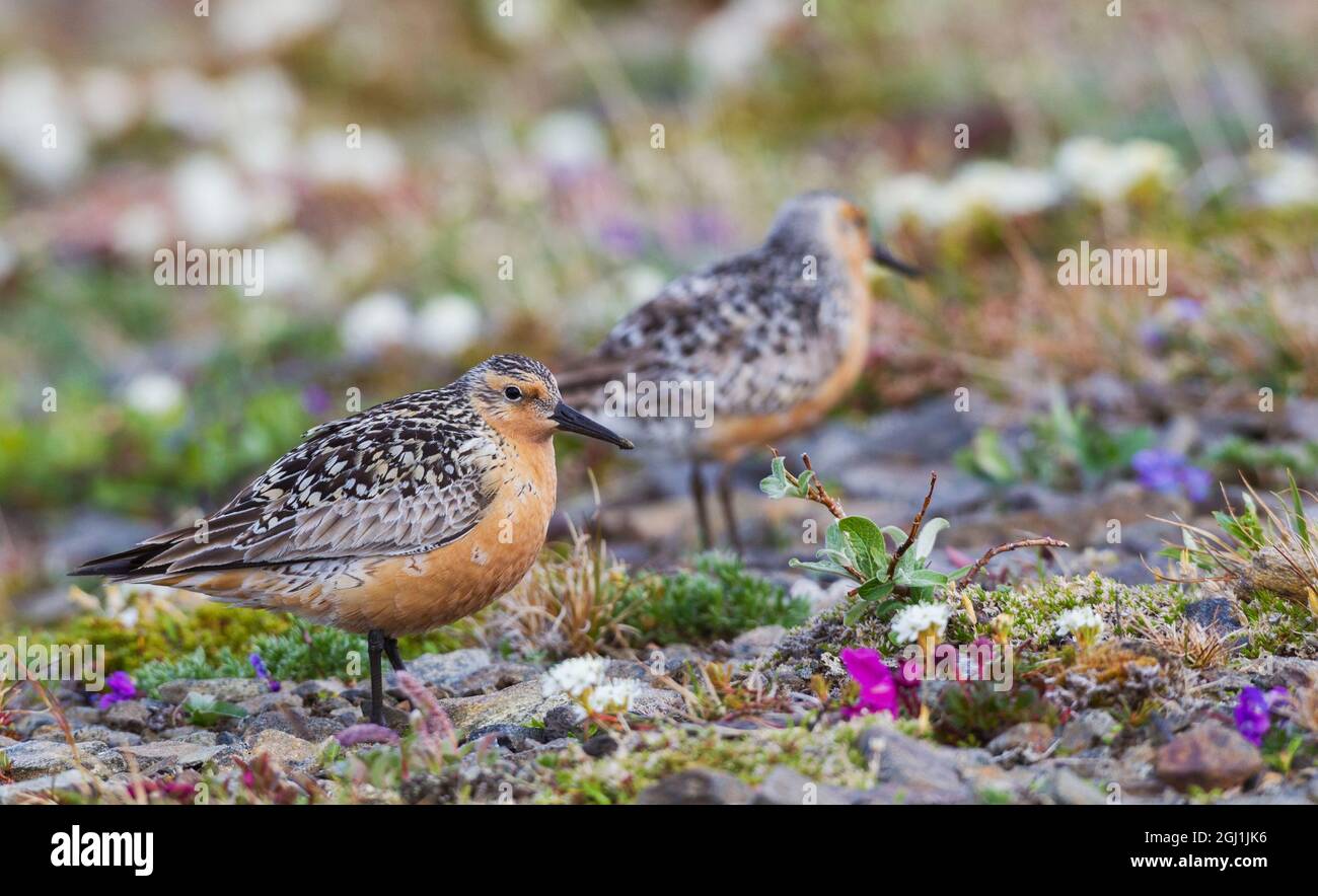 Red knot pair, Arctic tundra, nesting territory Stock Photo - Alamy