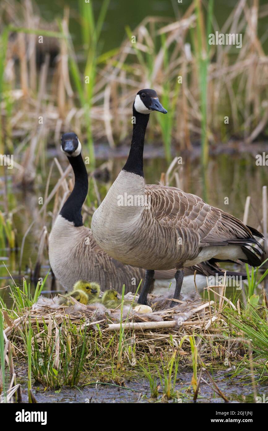 Newly hatched goslings hi-res stock photography and images - Alamy