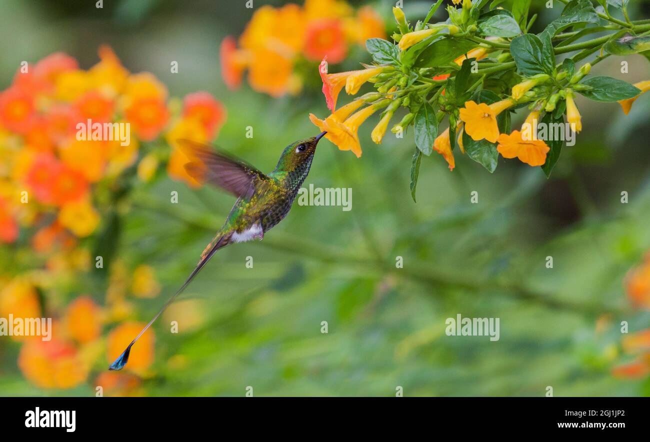 Booted racket tail hummingbird hi-res stock photography and images - Alamy