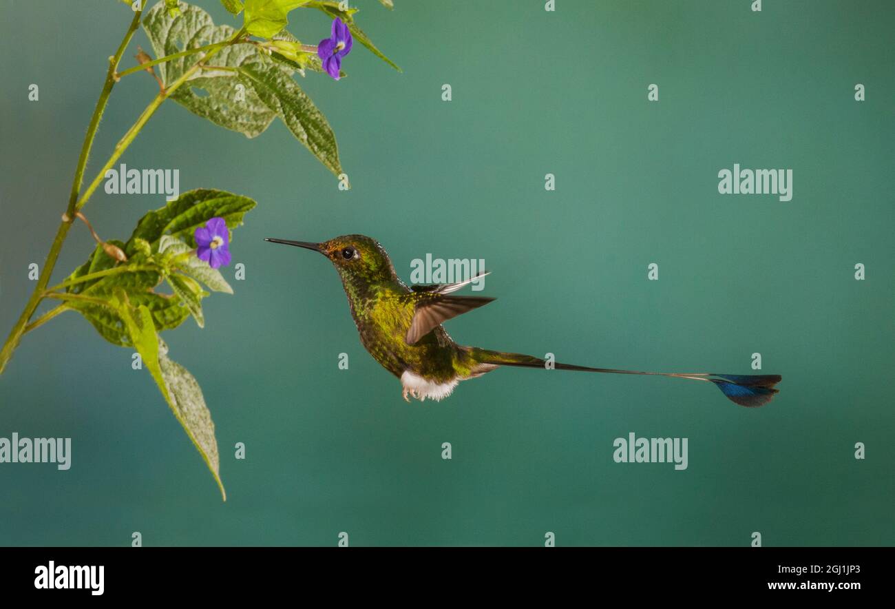 Booted racket tail hi-res stock photography and images - Alamy