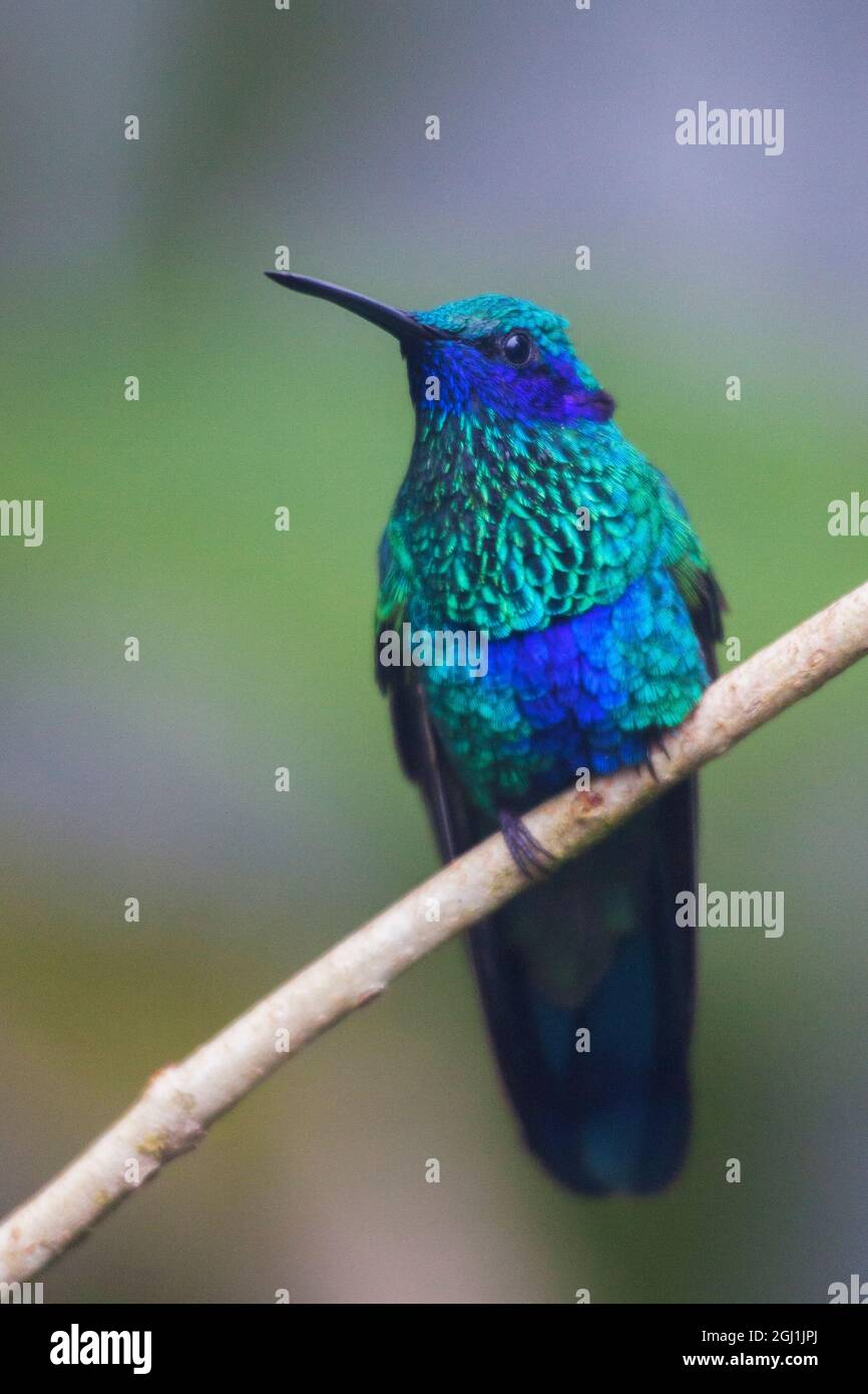 Sparkling violetear hummingbird Stock Photo - Alamy
