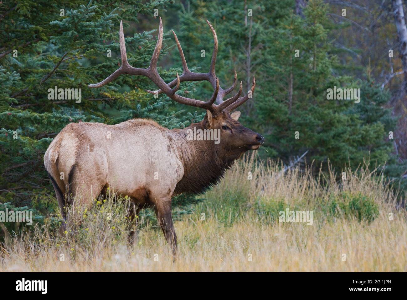 Rocky Mountain bull elk Stock Photo - Alamy