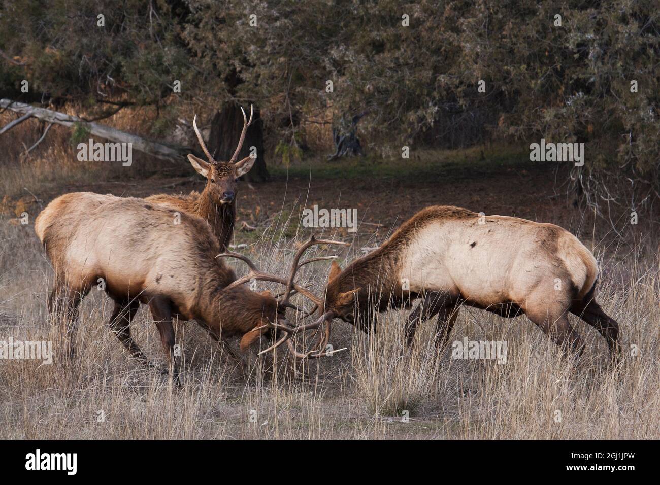 Elk sparring hi-res stock photography and images - Alamy