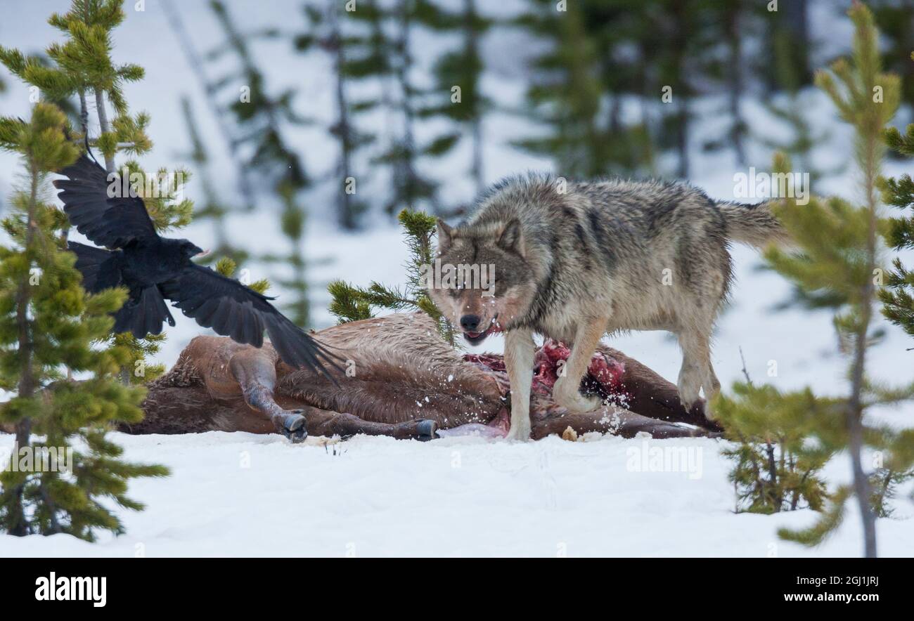 Yellowstone Wolf Elk High Resolution Stock Photography and Images - Alamy