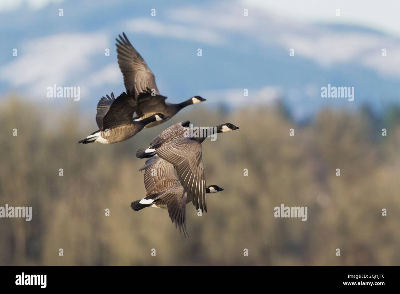 Lesser Canada geese flying Stock Photo - Alamy