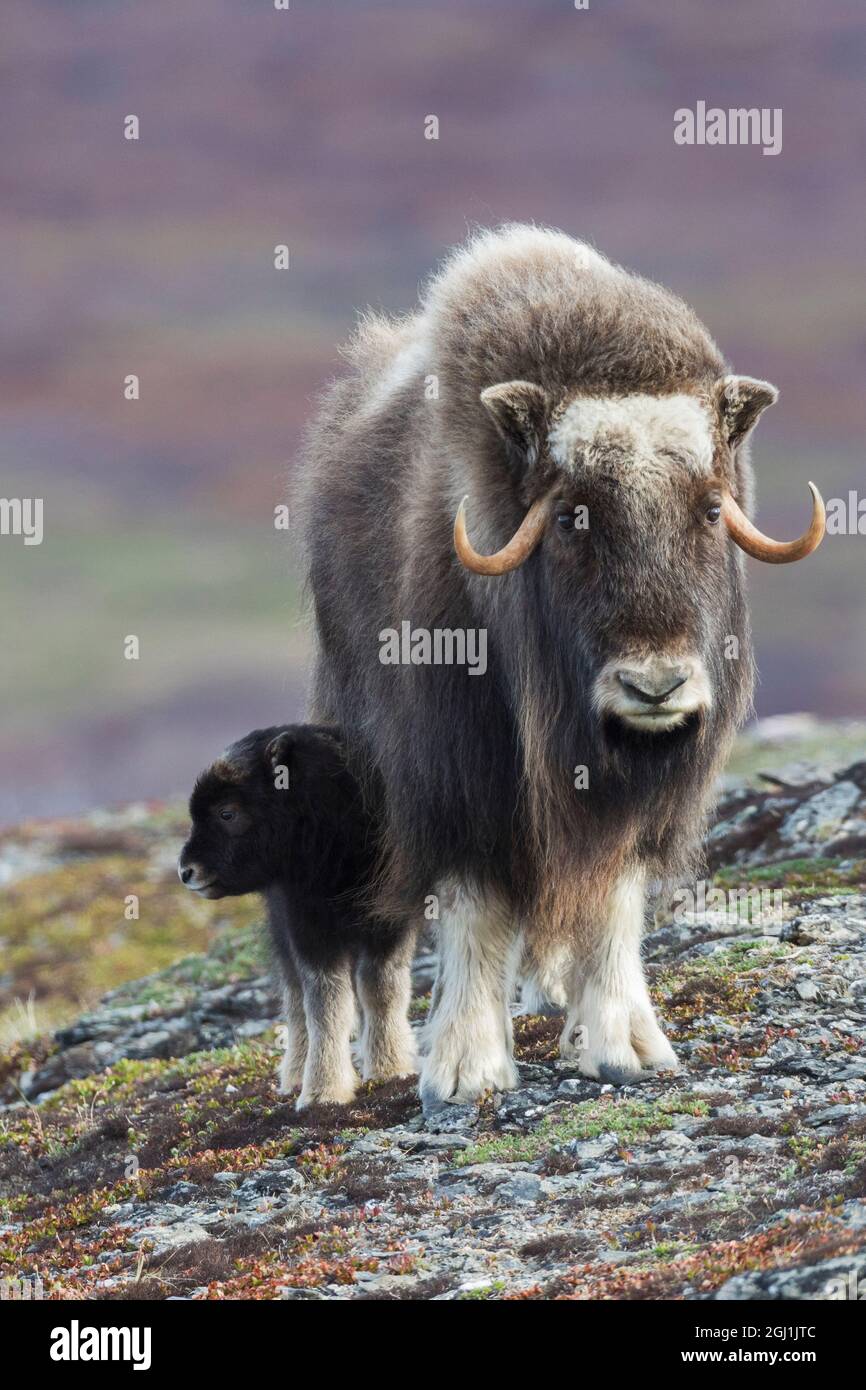 Musk ox with young calf Stock Photo - Alamy