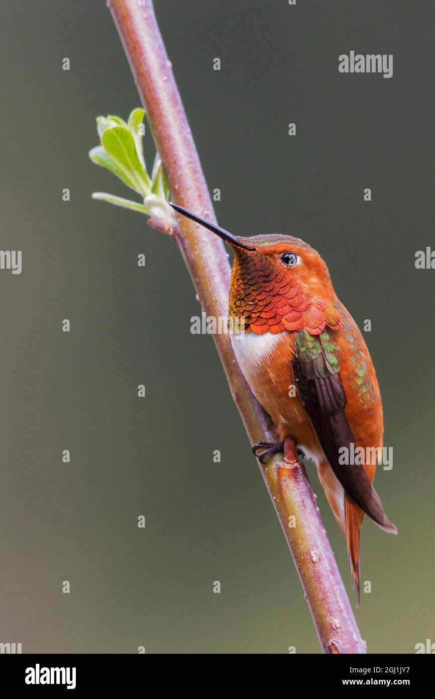 Male rufous hummingbird Stock Photo - Alamy