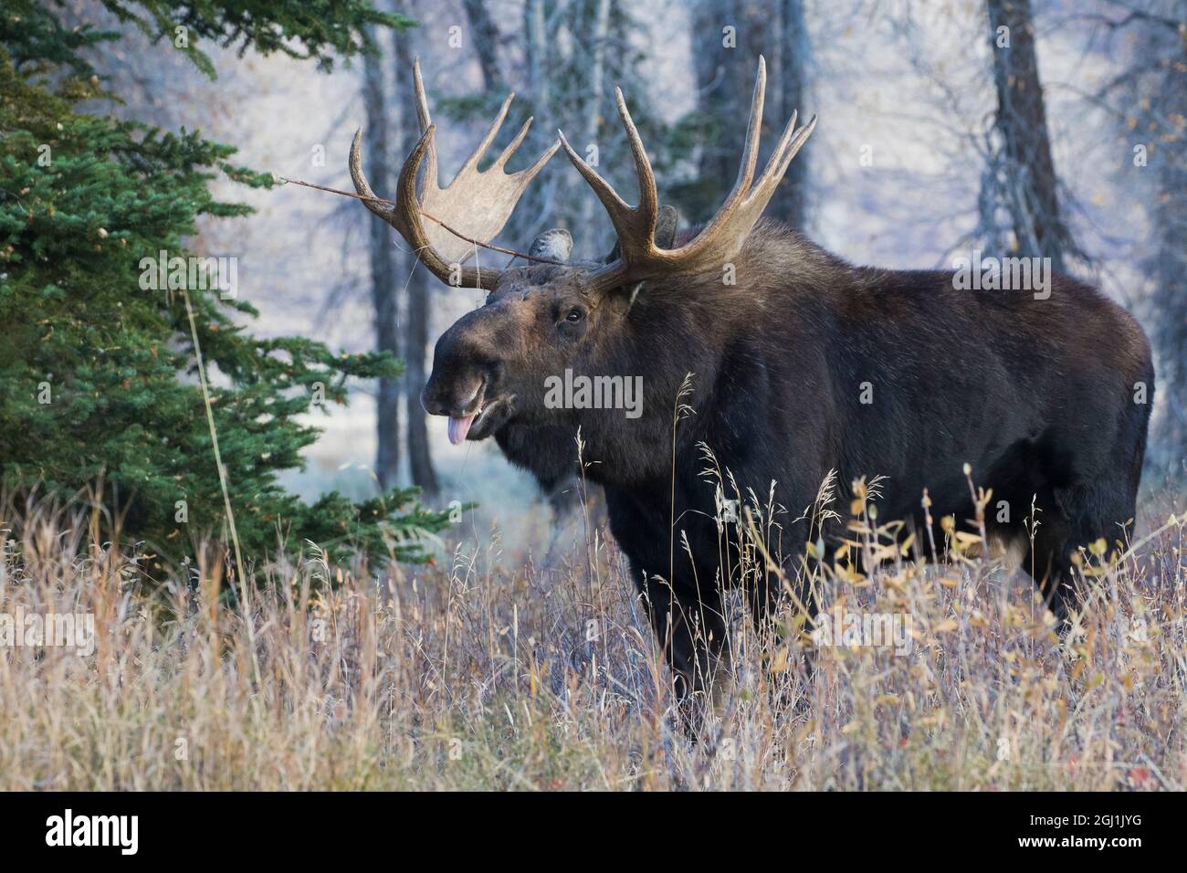 Moose amidst raspberry Stock Photo - Alamy