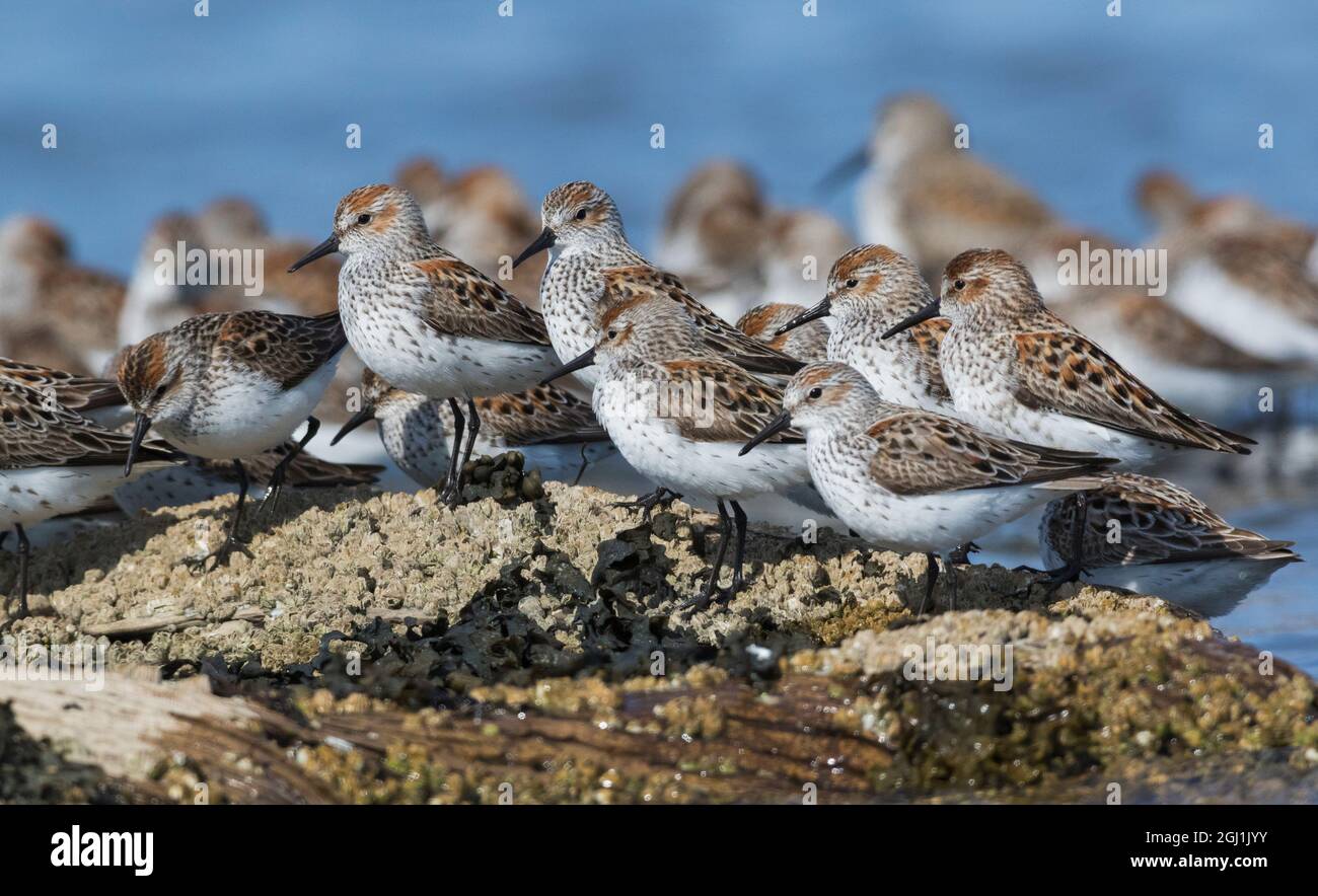 Western sandpiper flock resting Stock Photo - Alamy