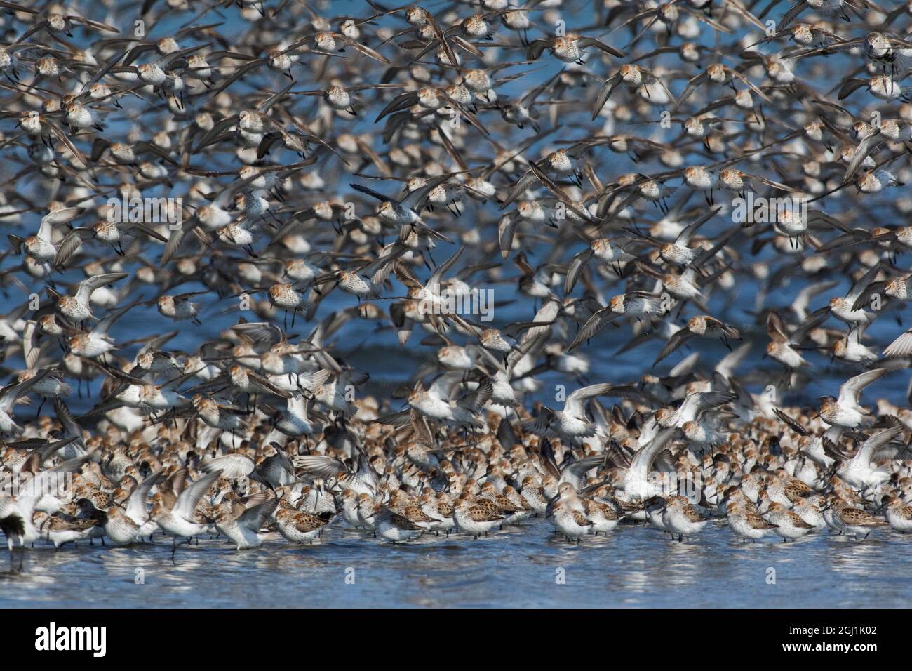 Western sandpipers, migrating flock Stock Photo - Alamy