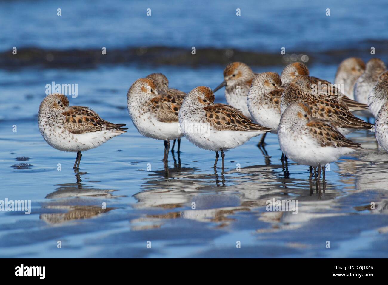 Western sandpipers hi-res stock photography and images - Alamy