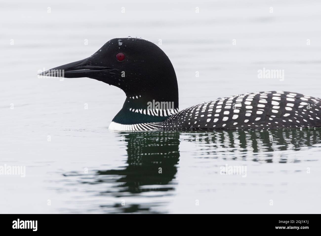 Common Loon, winter portrait Stock Photo - Alamy