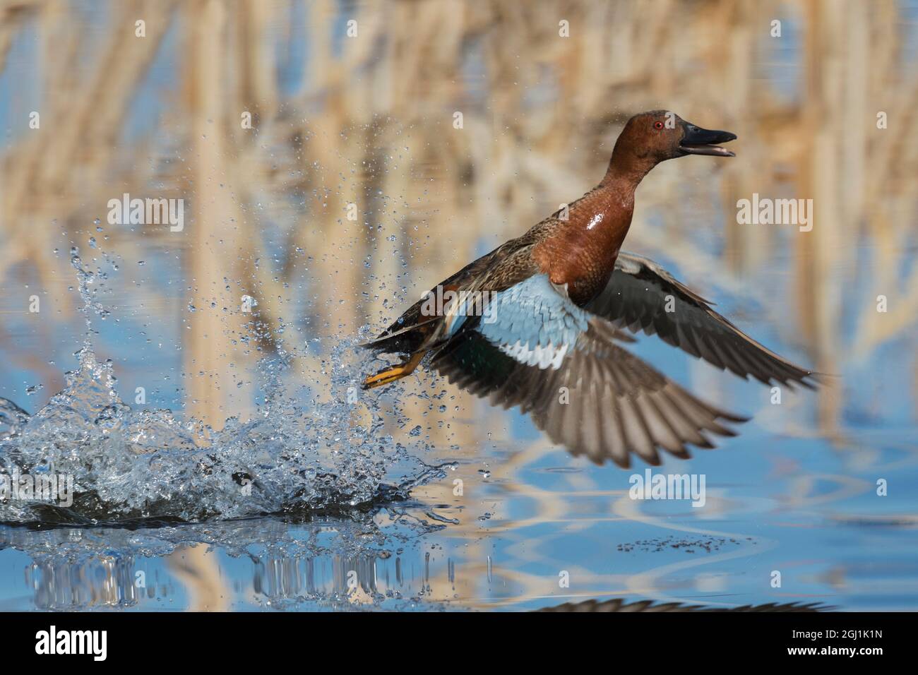Teal in flight hi-res stock photography and images - Alamy