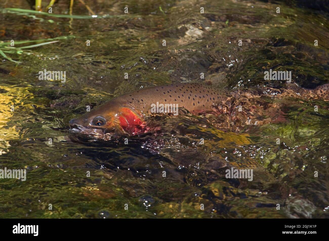 Cutthroat trout hi-res stock photography and images - Alamy
