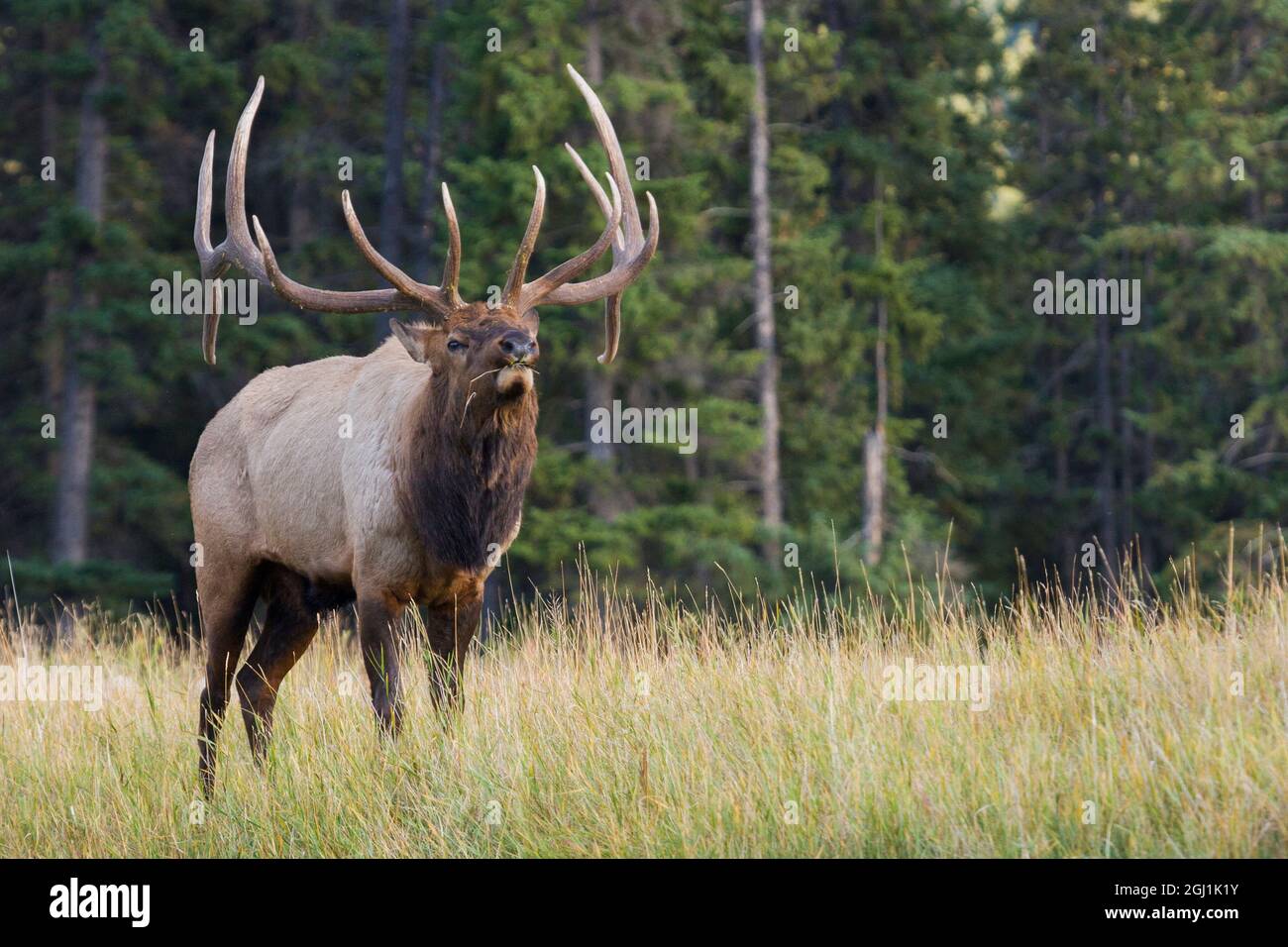 Bull Elk making faces Stock Photo - Alamy