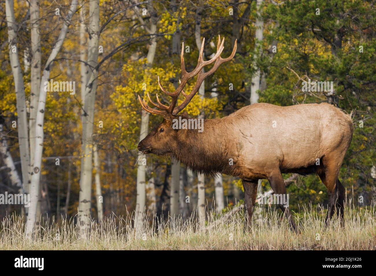 Bull Elk, autumn aspens Stock Photo - Alamy