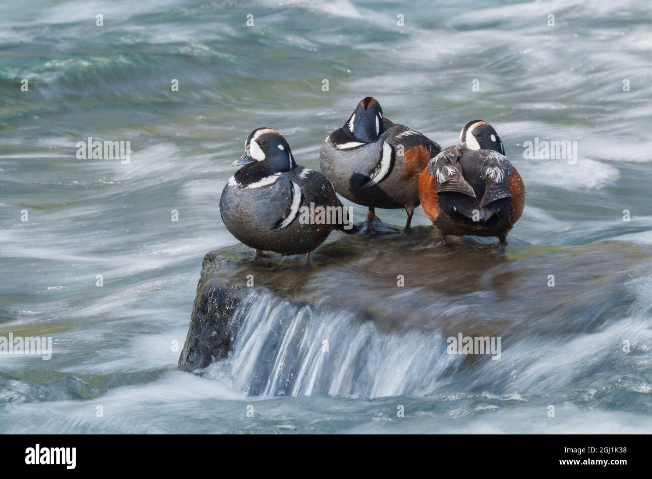 Drake harlequin ducks histrionicus histrionicus hi-res stock ...