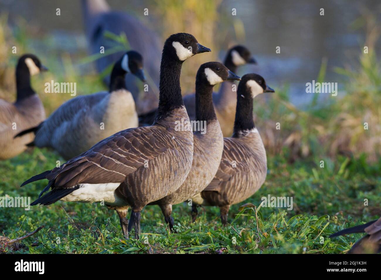 Lesser canada goose hi-res stock photography and images - Alamy