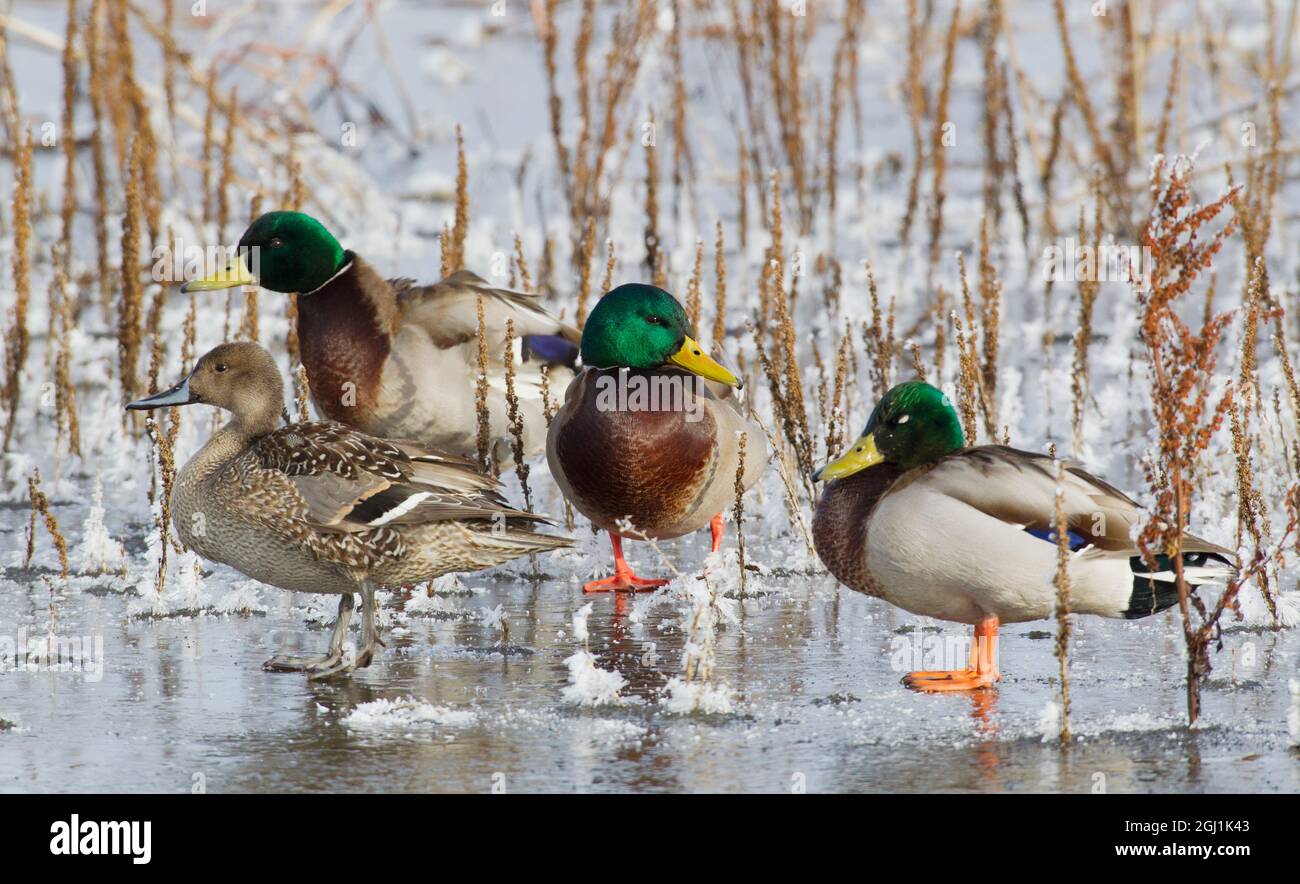 Pintail hen hi-res stock photography and images - Alamy